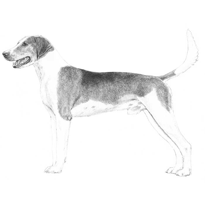 American Foxhound Dog Breed Information - American Kennel Club