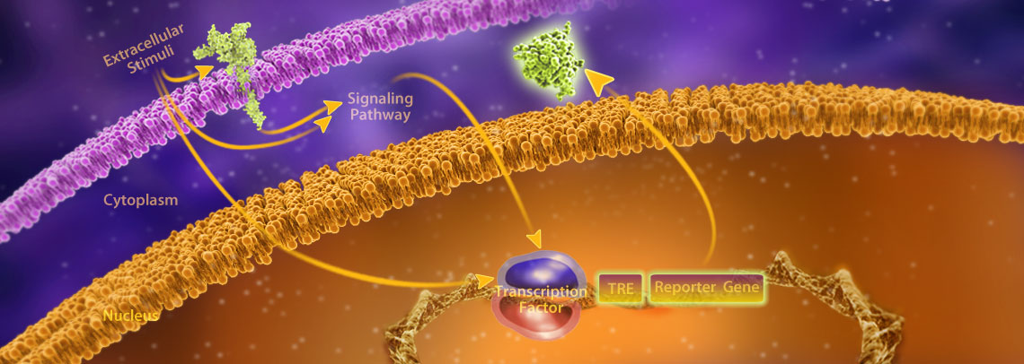 Antibodies, Reporter Cell Lines, Assay Kits, Proteins, Drug Screening ...