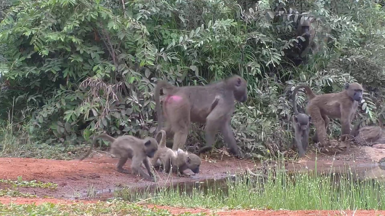 Baboons at Cat Eye
