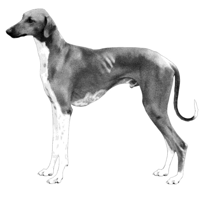Azawakh Dog Breed Information - American Kennel Club