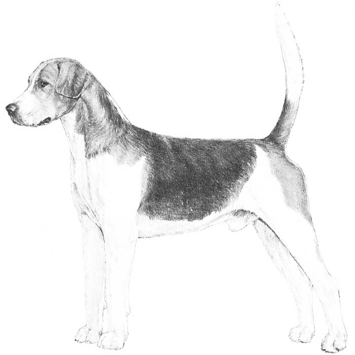 English Foxhound Dog Breed Information - American Kennel Club