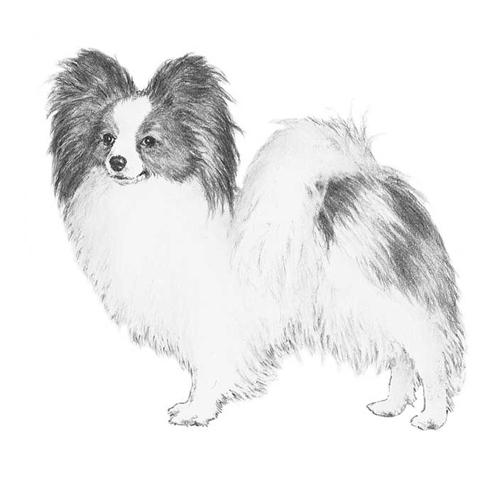 Papillon Dog Breed Information - American Kennel Club