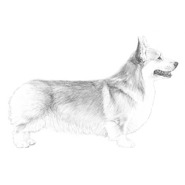 Pembroke Welsh Corgi Dog Breed Information - American Kennel Club