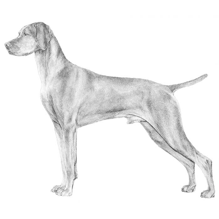 Vizsla Dog Breed Information - American Kennel Club