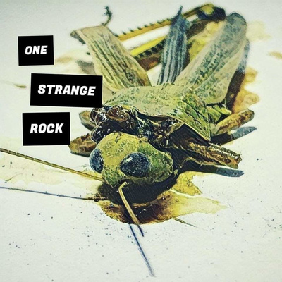 One Strange Rock • A podcast on Spotify for Creators