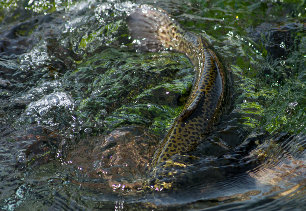 Underwater video shows aggressive speckled trout feeding at night ...