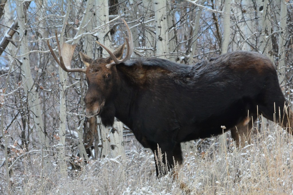 Dangerous Moose - East Idaho News