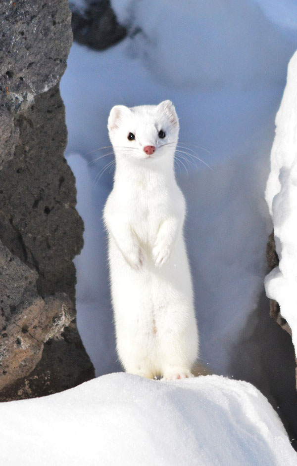 Secret life of the Long-tailed weasel - East Idaho News