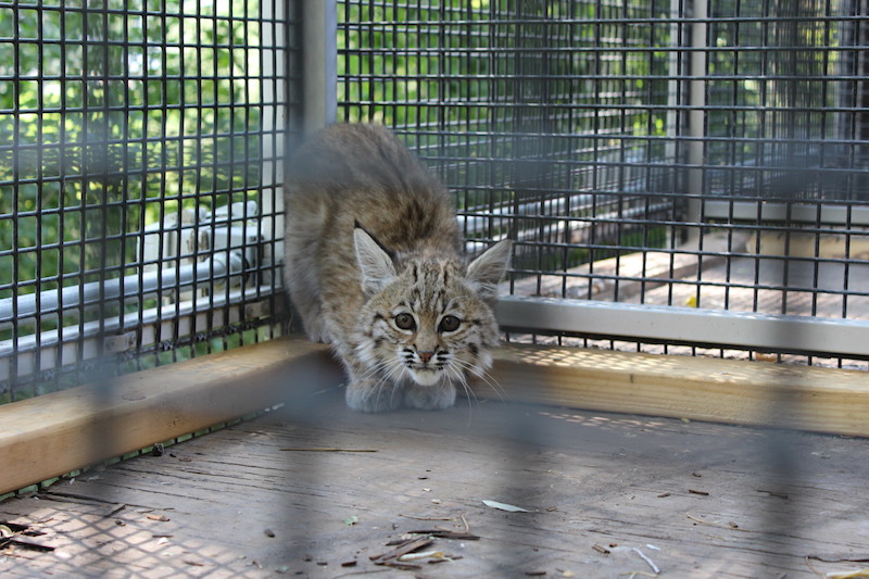 Zoo Idaho Officially Welcomes Two New Residents - East Idaho News
