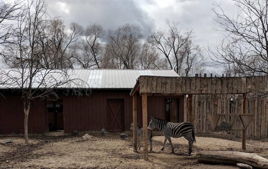 Baby zebra born at Idaho Falls Zoo just in time for opening day - East ...