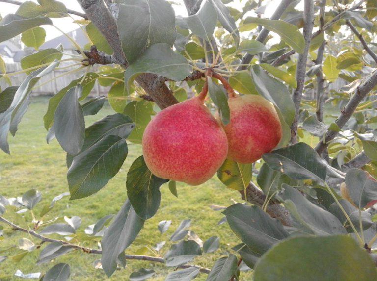 Here are the fruits you can grow in eastern Idaho - and the order they ...