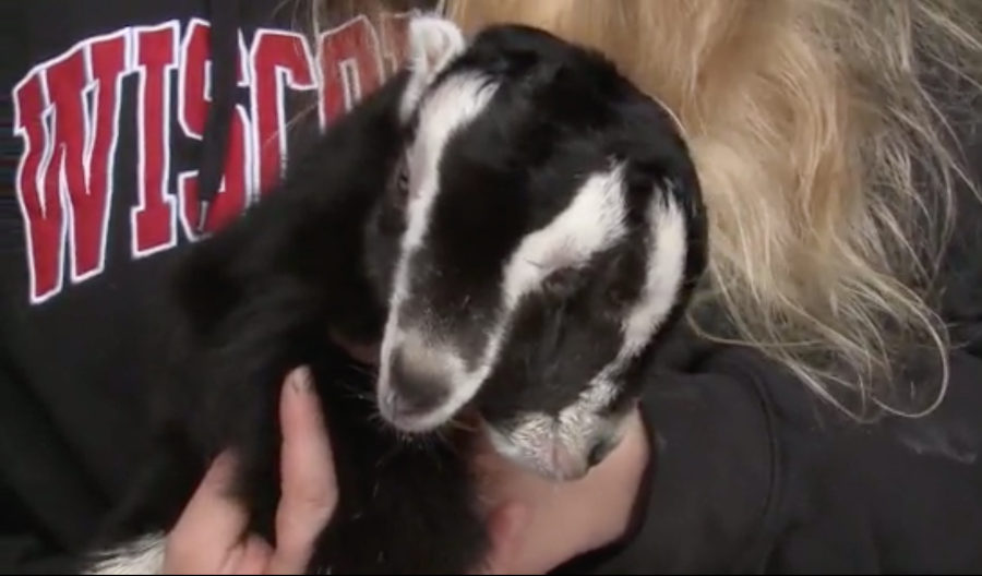 Two-headed goat born on Wisconsin farm - East Idaho News