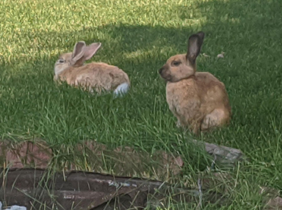 Stray rabbits roaming around St. Anthony and you're invited to help ...
