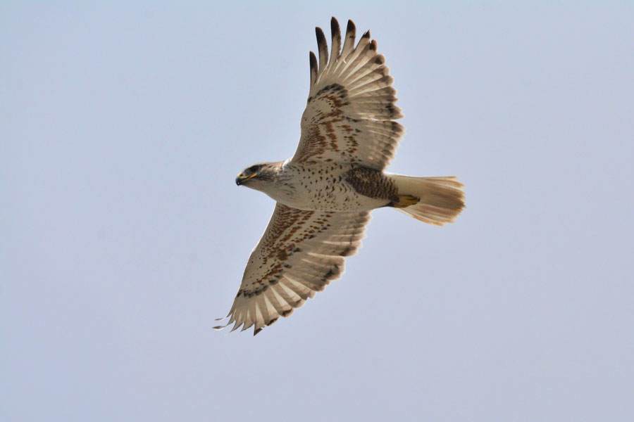 Catching glimpses of elusive raptors during annual bird count - East ...