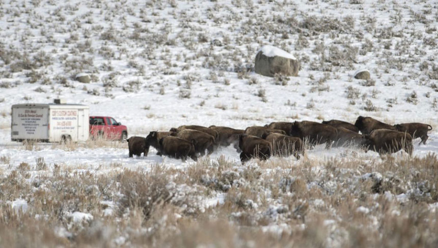 Bison begin migrating out of Yellowstone National Park - East Idaho News