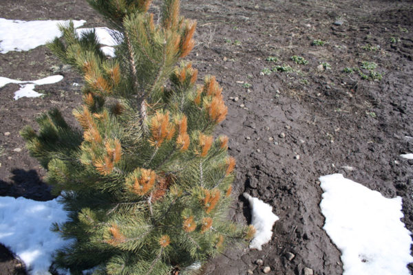Why one side of your tree turns brown and how you can prevent it from ...
