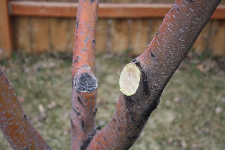 Rules and guidelines for pruning your apple trees properly - East Idaho ...