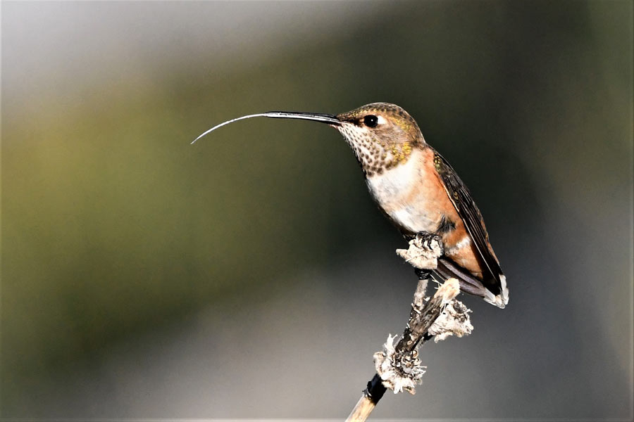 Here's why you're seeing an abundance of hummingbirds in eastern Idaho ...