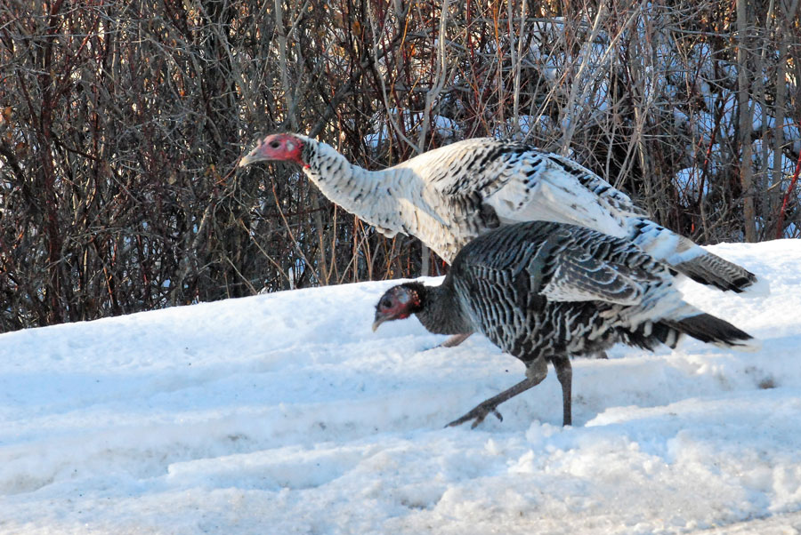 Wild turkeys galore in eastern Idaho this winter - East Idaho News