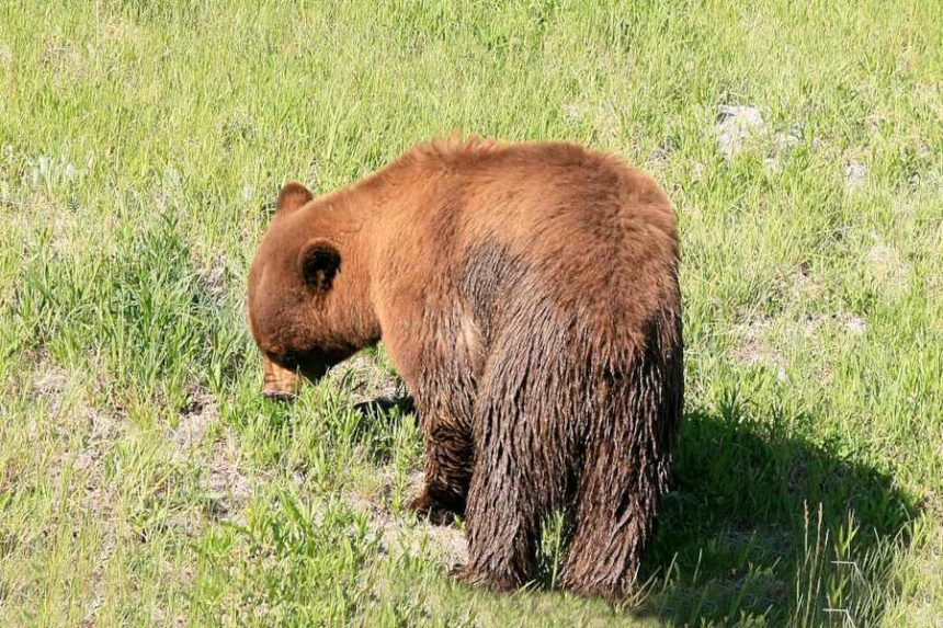 Some American black bears are turning red - here's why - East Idaho News