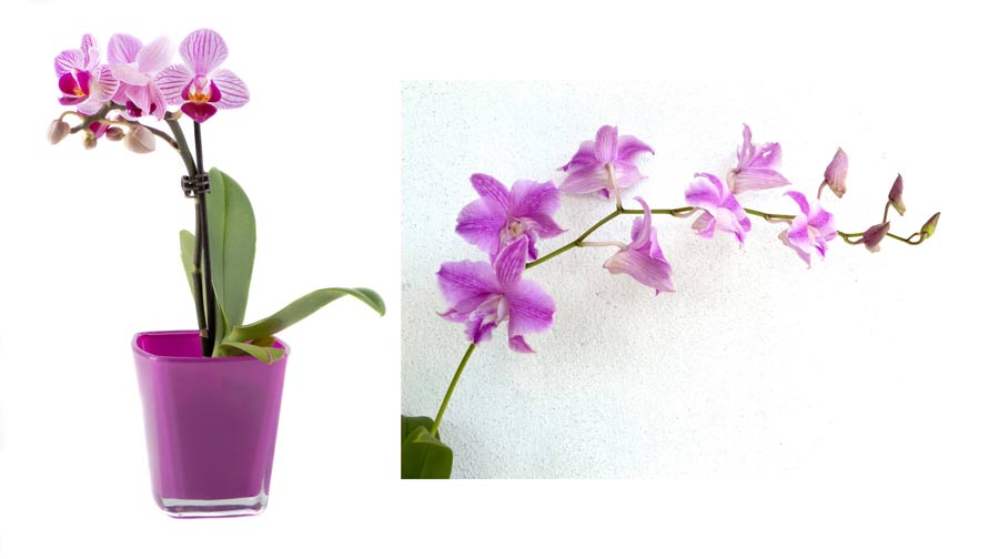 Ideal growing conditions for indoor orchids - East Idaho News