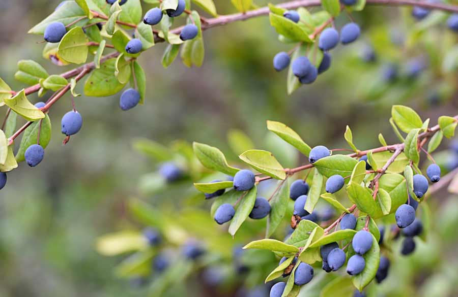 Can I grow huckleberries in my garden? - East Idaho News