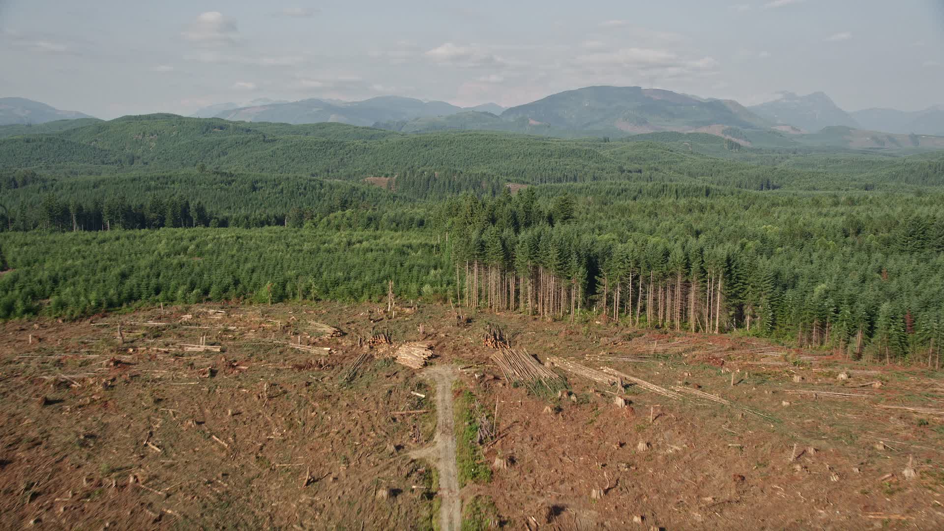 5K Stock Footage Aerial Video Approach And Fly Over A Logging Clear Cut 5k-stock-footage-aerial-video-approach-and-fly-over-a-logging-clear-cut