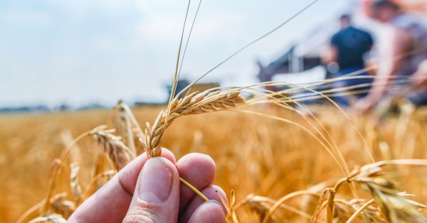 Malt Archives | Brewers Association