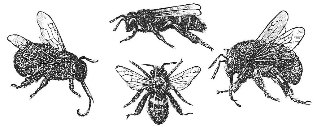 Roman Beekeeping: Part 4 | TOTA