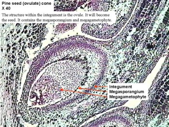 Reading: Seed Plants | Biology II Labs