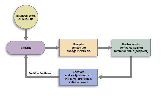Feedback Loops Anatomy And Physiology I