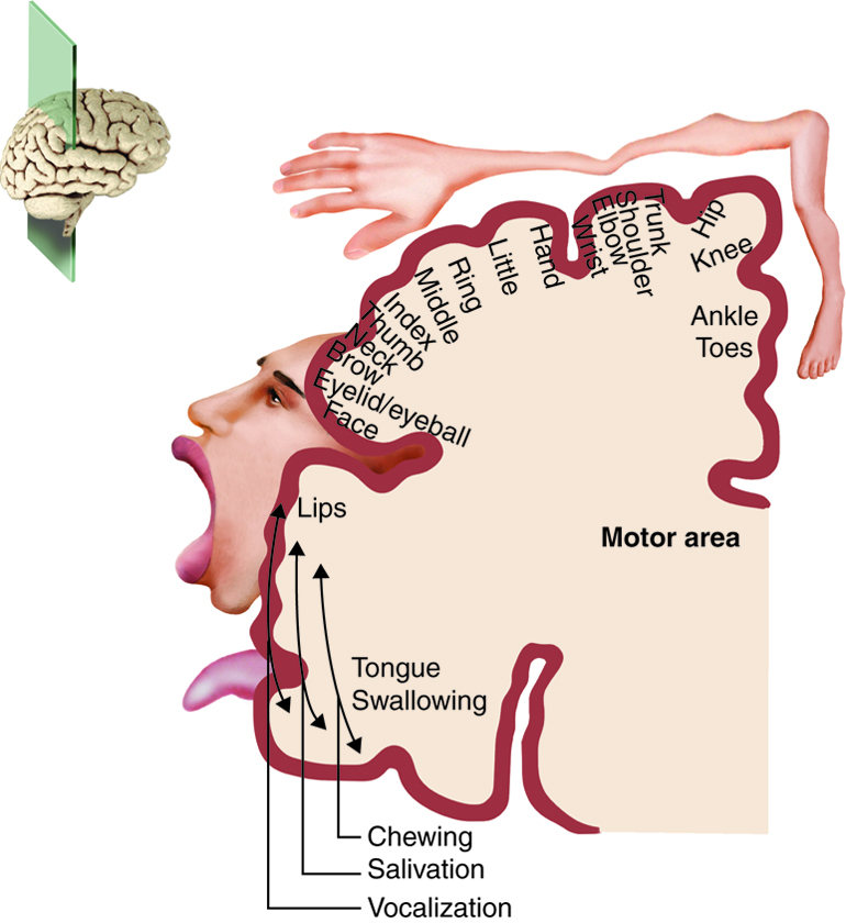 Pain | Anatomy and Physiology I