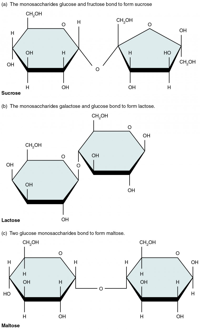 Organic Compounds Essential To Human Functioning Anatomy And Physiology I Organic Compounds Essential To Human Functioning Anatomy And Physiology I