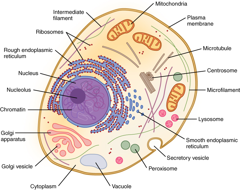 The Cytoplasm And Cellular Organelles Anatomy And Physiology I