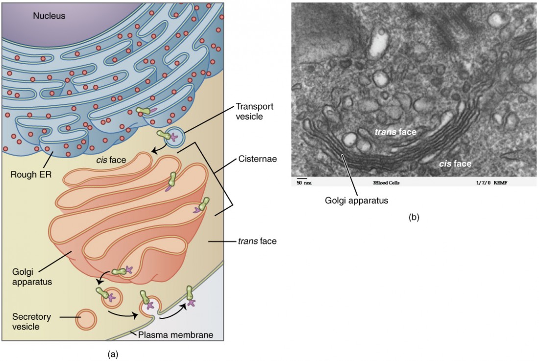 The Cytoplasm And Cellular Organelles Anatomy And Physiology I
