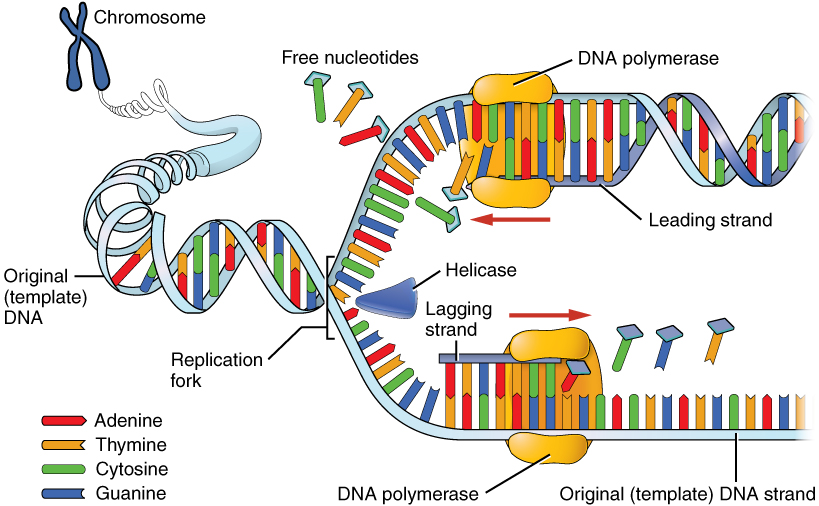 The Nucleus And DNA Replication Anatomy And Physiology I