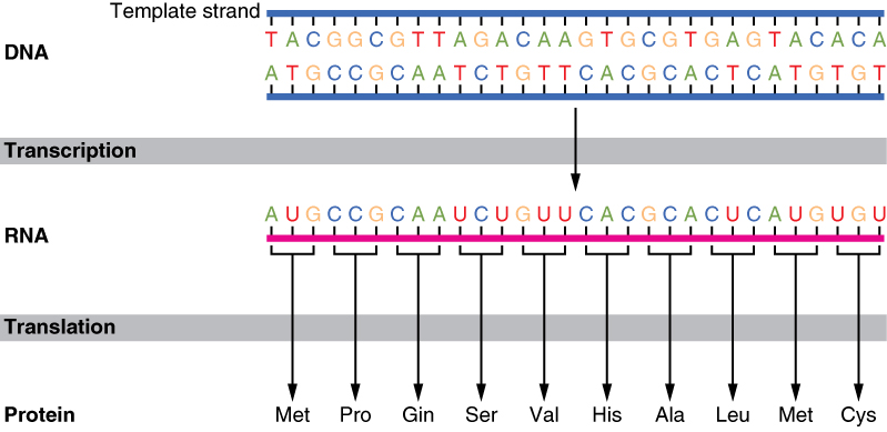 Protein Synthesis Anatomy And Physiology I