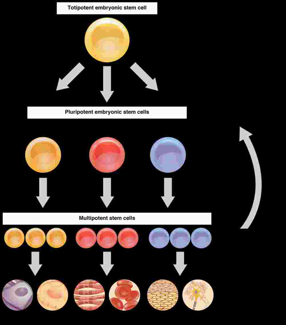 Cellular Differentiation Anatomy And Physiology I