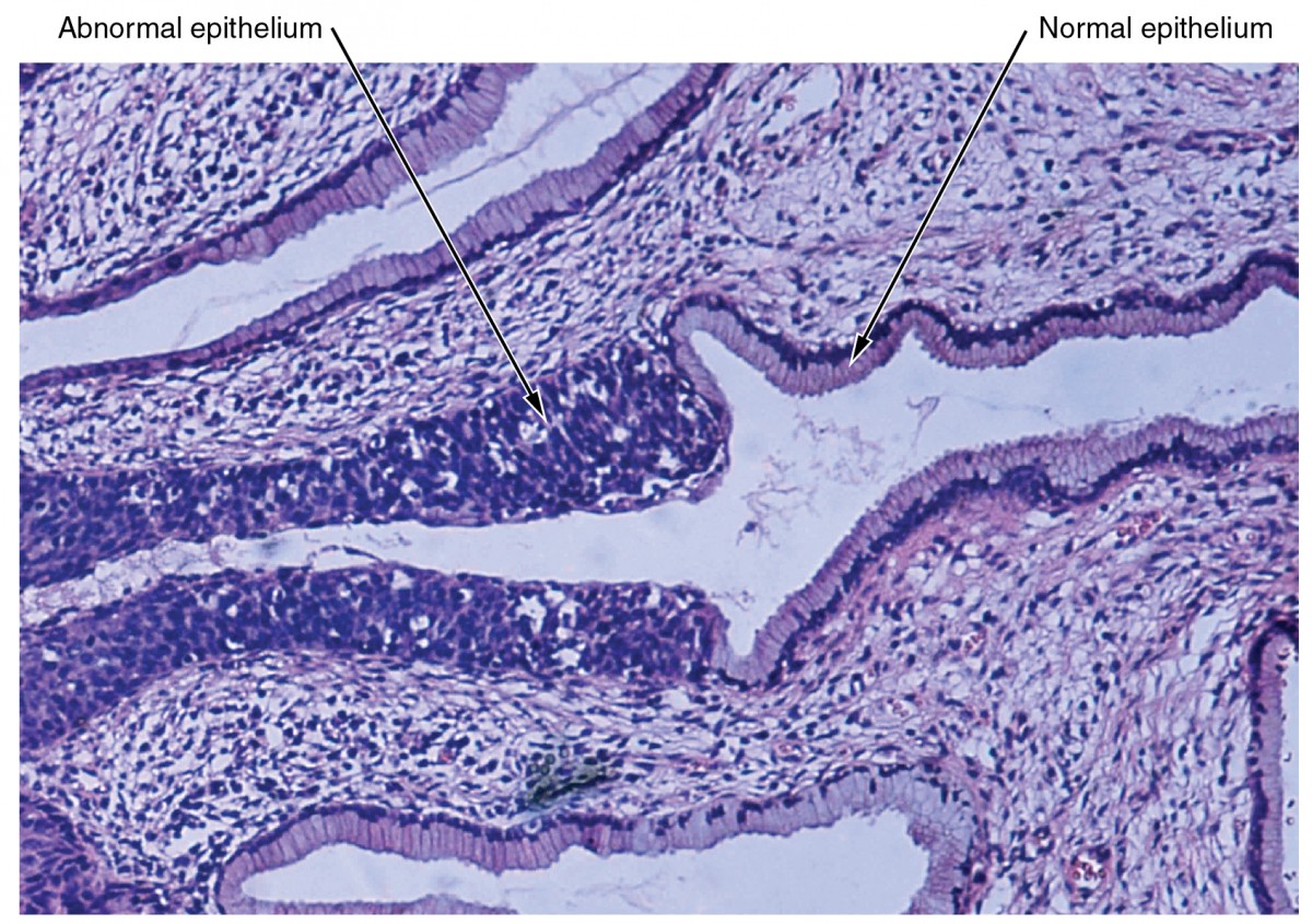 Types Of Tissues Anatomy And Physiology I