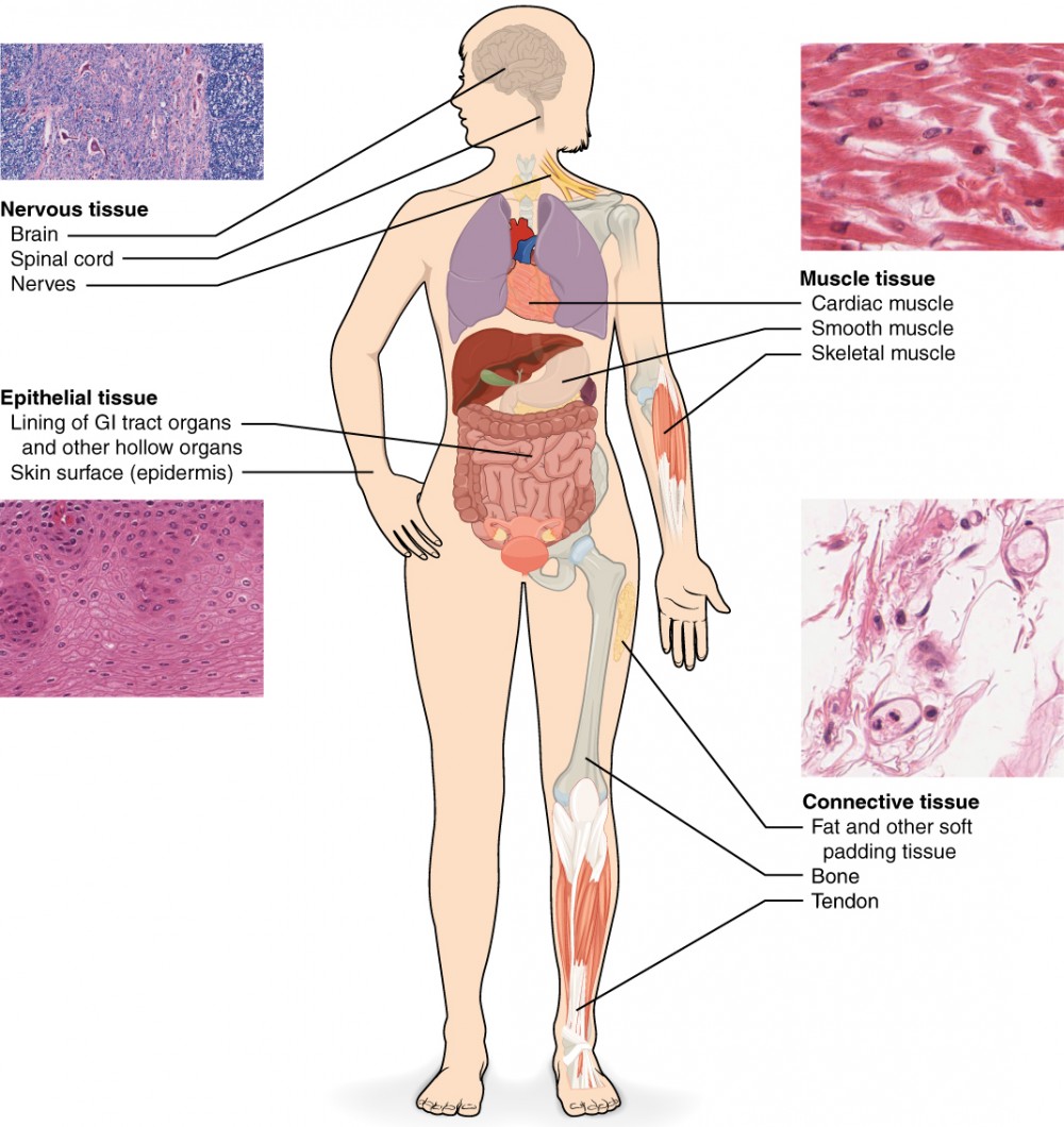 Types Of Tissues Anatomy And Physiology I