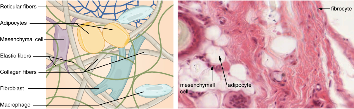 Connective Tissue Supports And Protects Anatomy And Physiology I