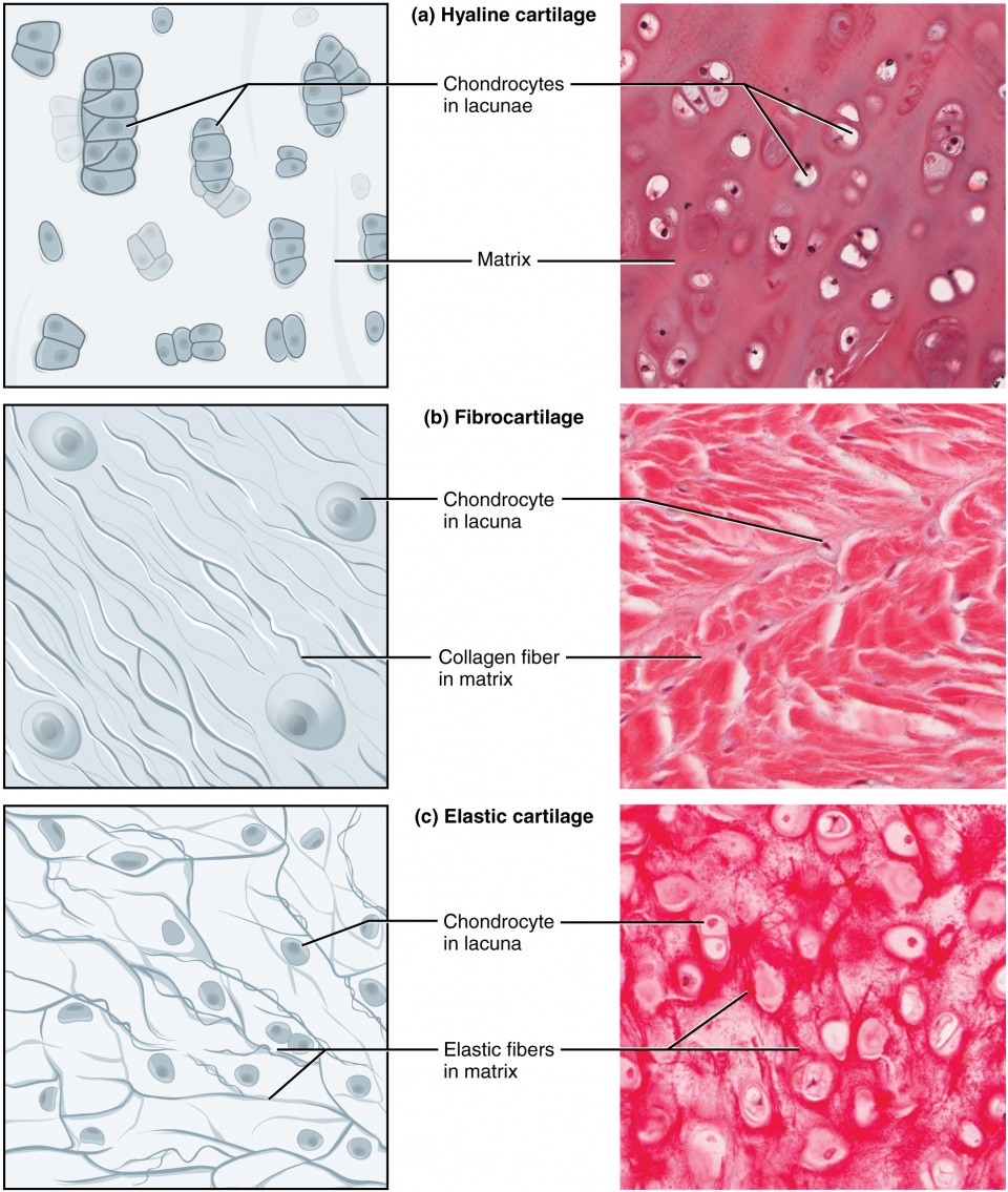 Reticular Tissue Diagram