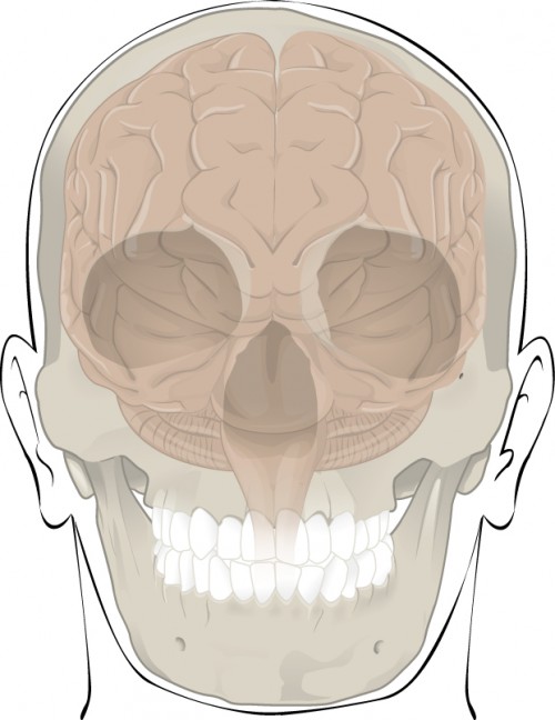 The Functions Of The Skeletal System Anatomy And Physiology I