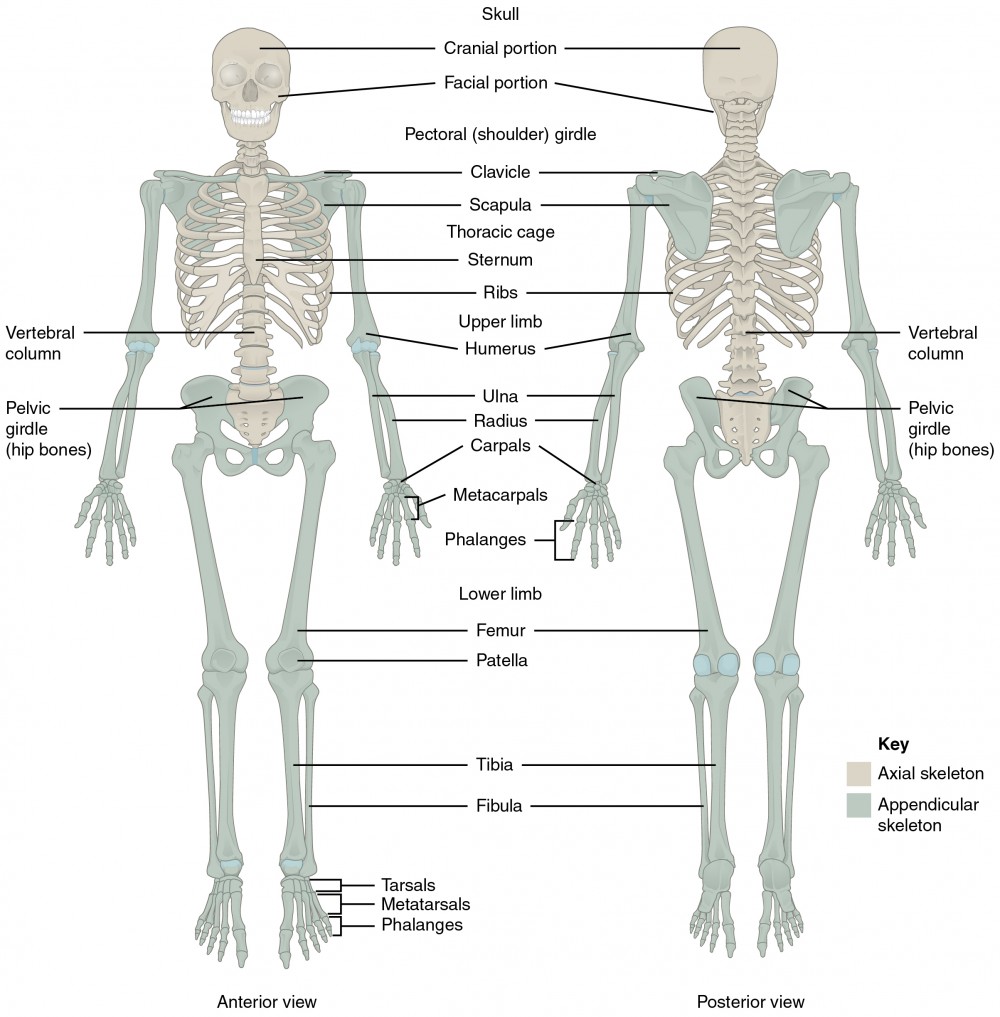 Divisions Of The Skeletal System Anatomy And Physiology I