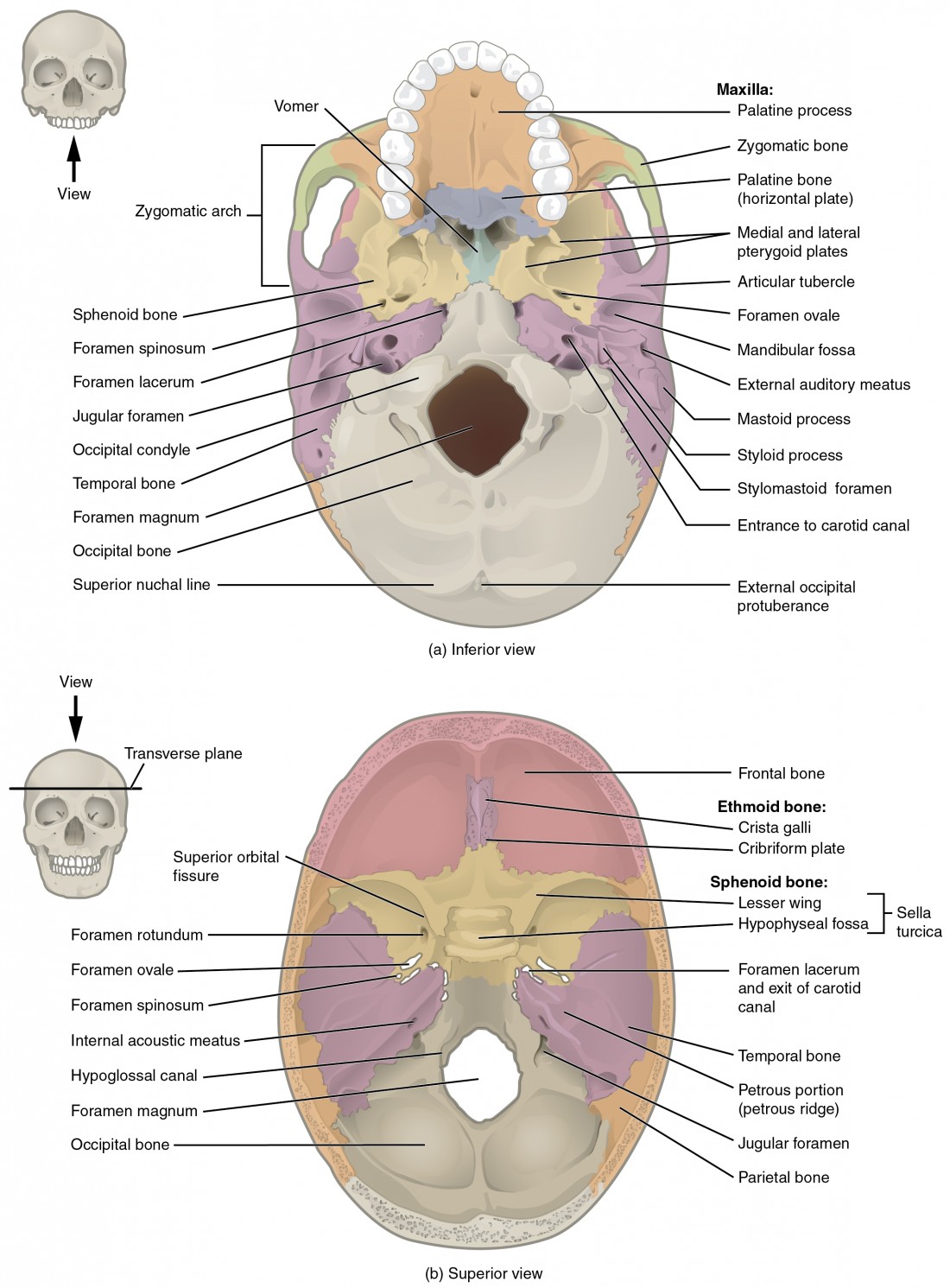 The Skull Anatomy And Physiology