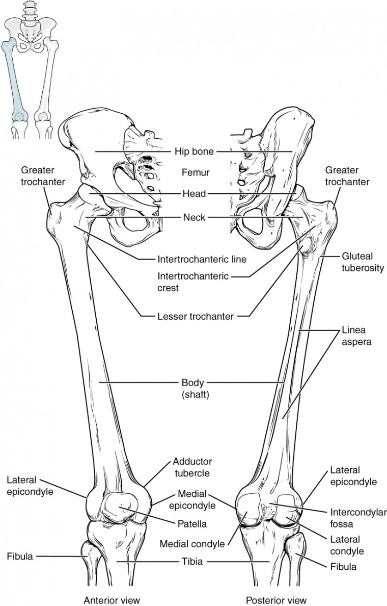 Bones Of The Lower Limb Anatomy And Physiology Bones Of The Lower Limb Anatomy And Physiology