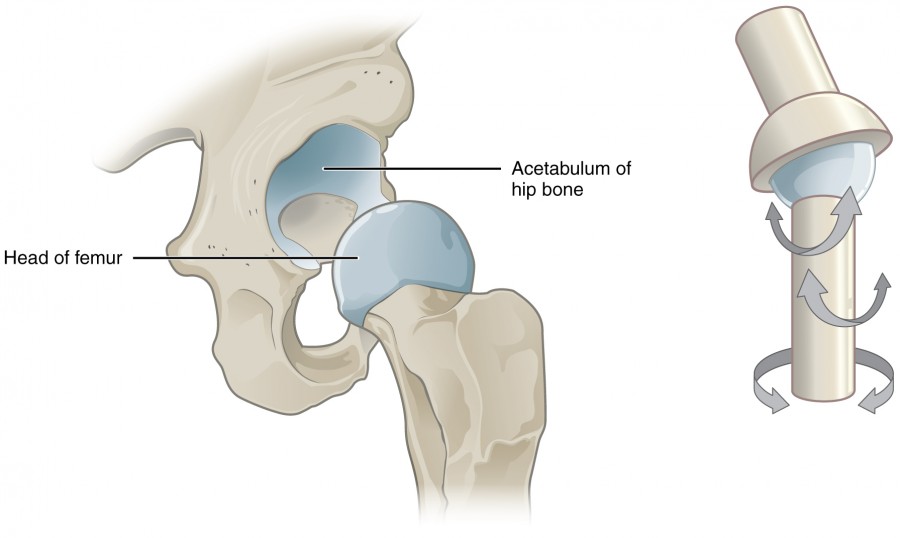 Classification Of Joints Anatomy And Physiology I Classification Of Joints Anatomy And Physiology I