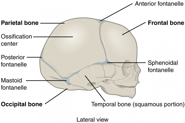 Joints Anatomy And Physiology