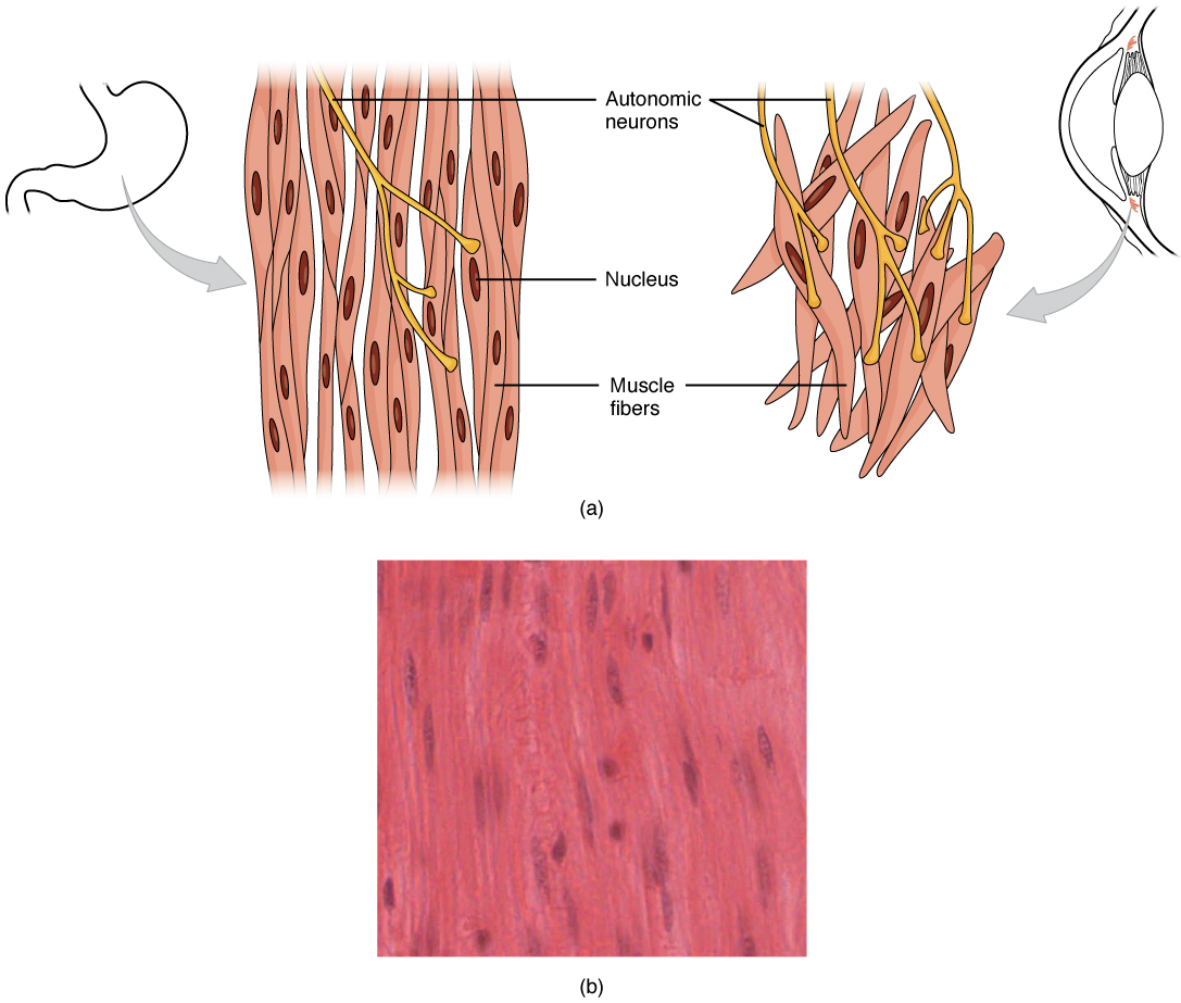 Smooth Muscle Anatomy And Physiology I