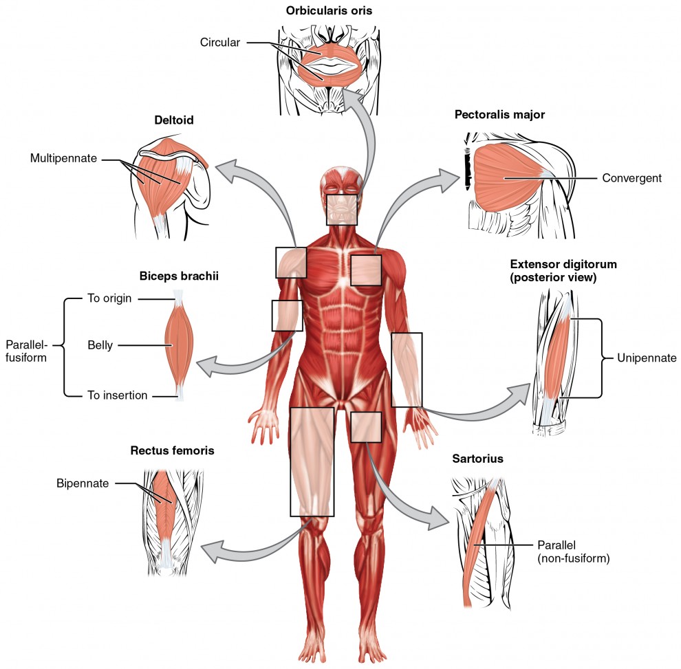 Interactions Of Skeletal Muscles Anatomy And Physiology I